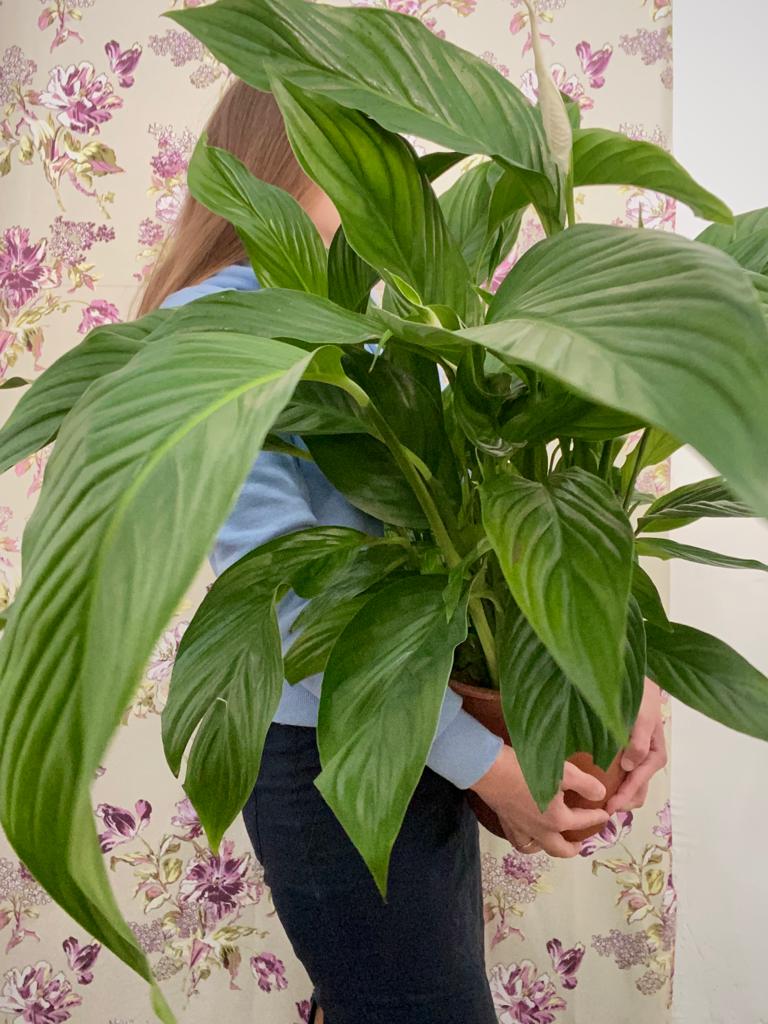 Spathiphyllum (very big) – Peace Lily Plant – NuRit Flowers